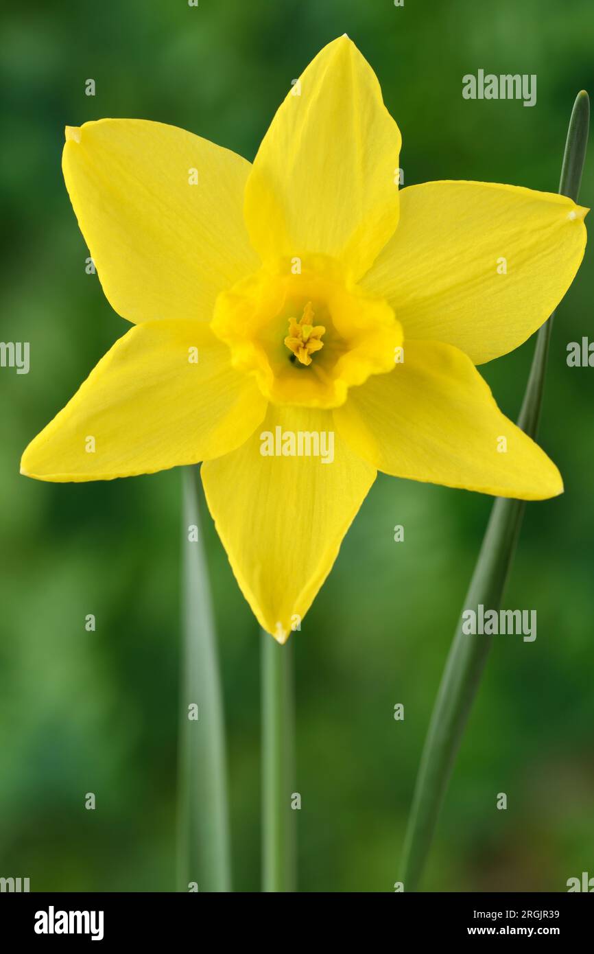 Narcissus 'Sweetness' Daffodil Div 7 Jonquilla Stock Photo - Alamy