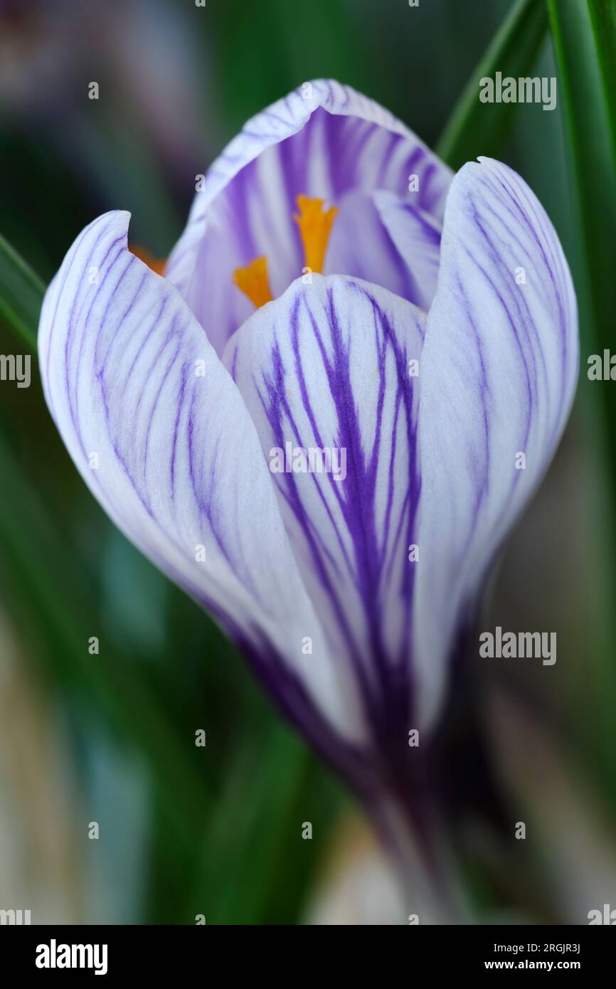 Crocus 'Pickwick' March Stock Photo - Alamy
