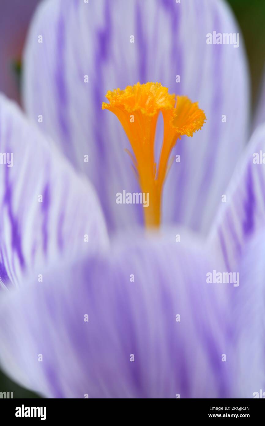 Crocus 'Pickwick' March Stock Photo - Alamy