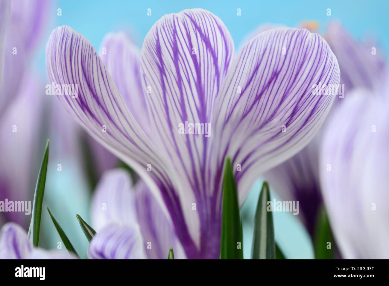Crocus 'Pickwick' March Stock Photo - Alamy