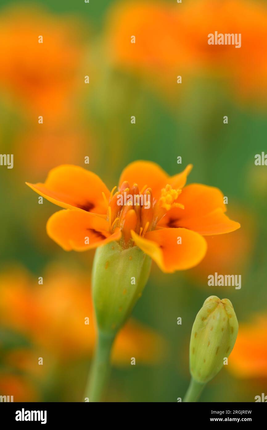 Tagetes tenuifolia signet hi-res stock photography and images - Alamy