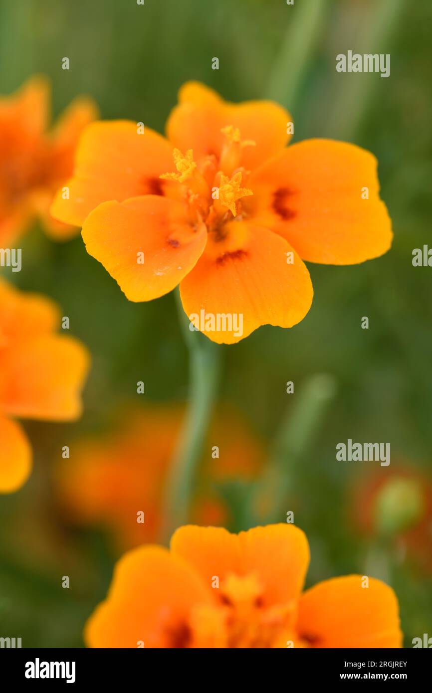 Tagetes tenuifolia Signet marigolds Stock Photo - Alamy