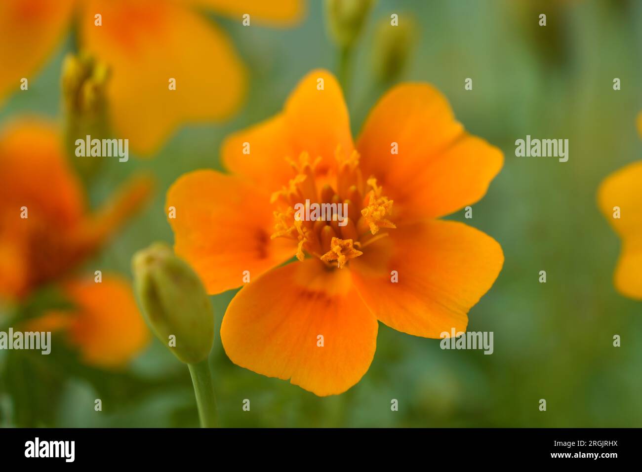 Tagetes tenuifolia Signet marigolds Stock Photo - Alamy