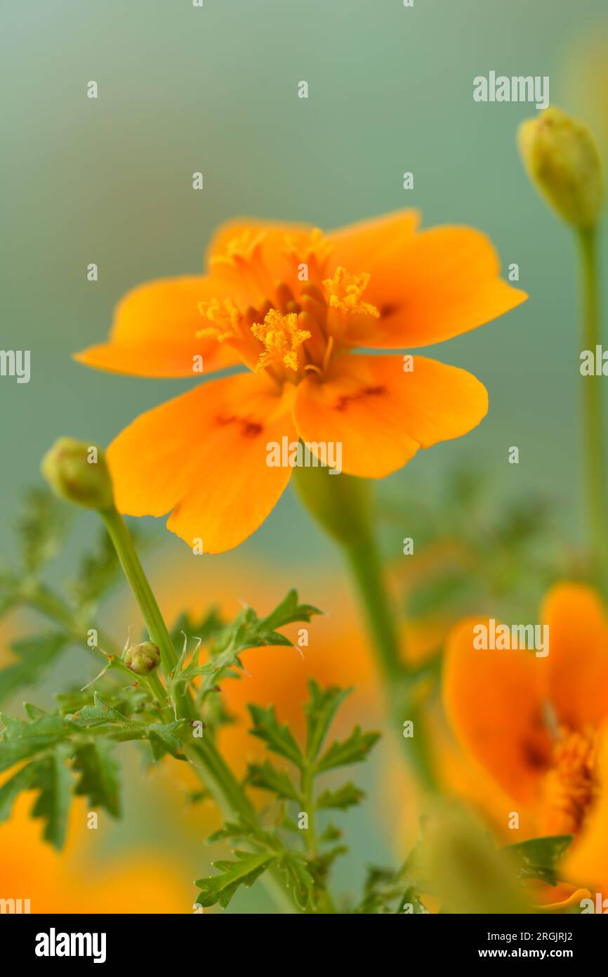 Tagetes tenuifolia Signet marigolds Stock Photo - Alamy