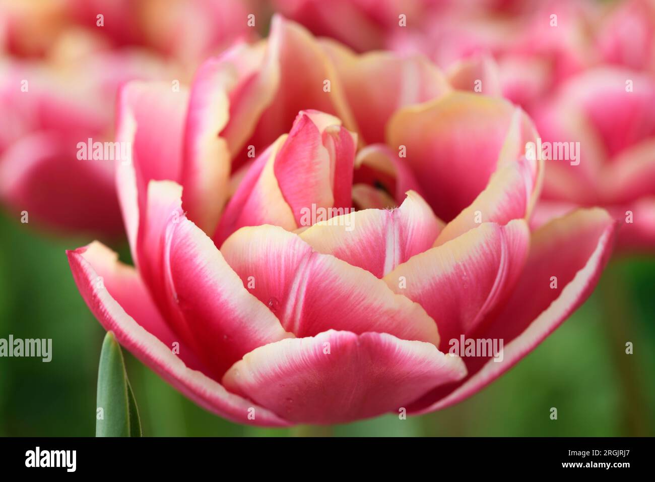 Pink and white double flowered tulip tulipa Stock Photo - Alamy