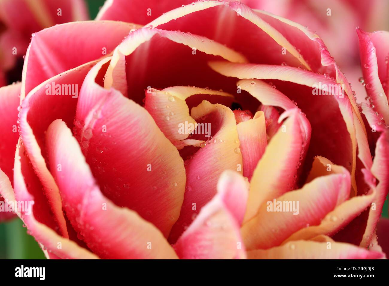 Pink and white double flowered tulip tulipa Stock Photo - Alamy