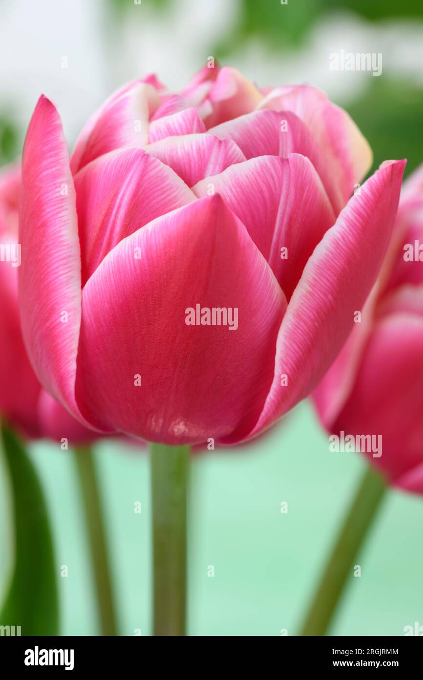 Pink and white double flowered tulip tulipa Stock Photo - Alamy