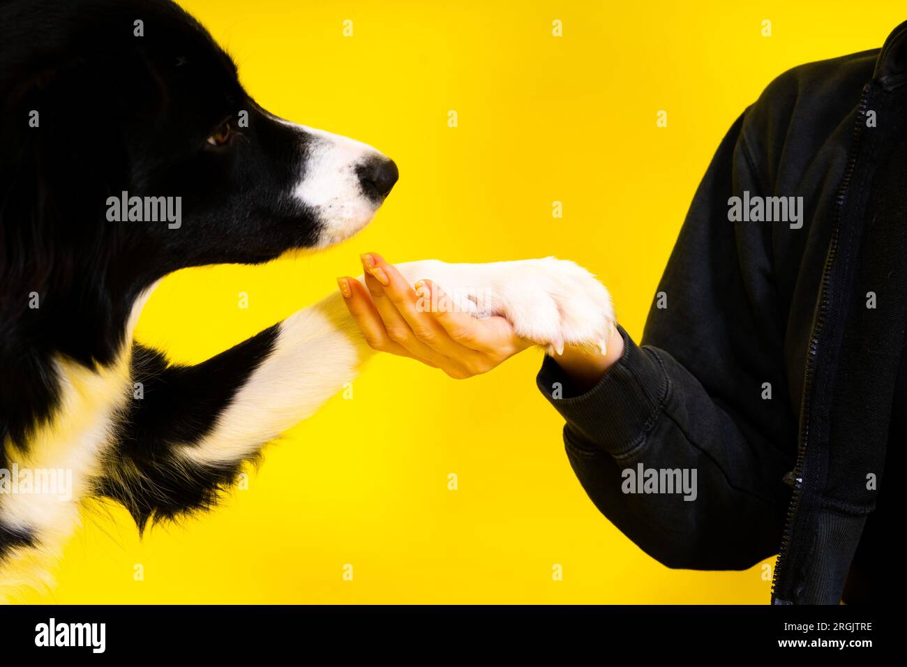 Puppy learning to obey. Dog training, owner giving prize to dog ...