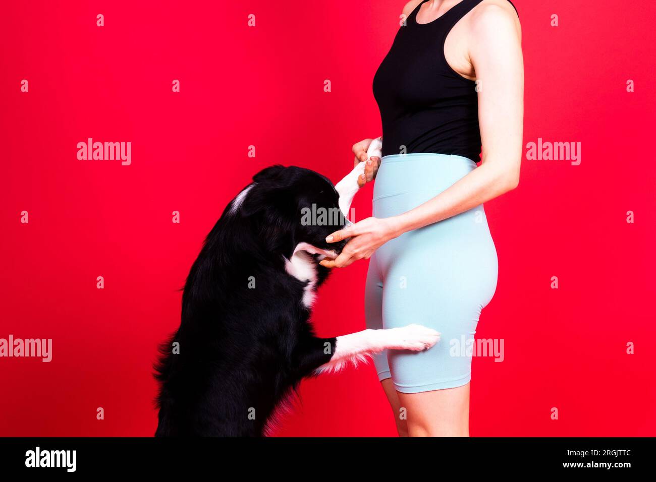 Puppy learning to obey. Dog training, owner giving prize to dog ...