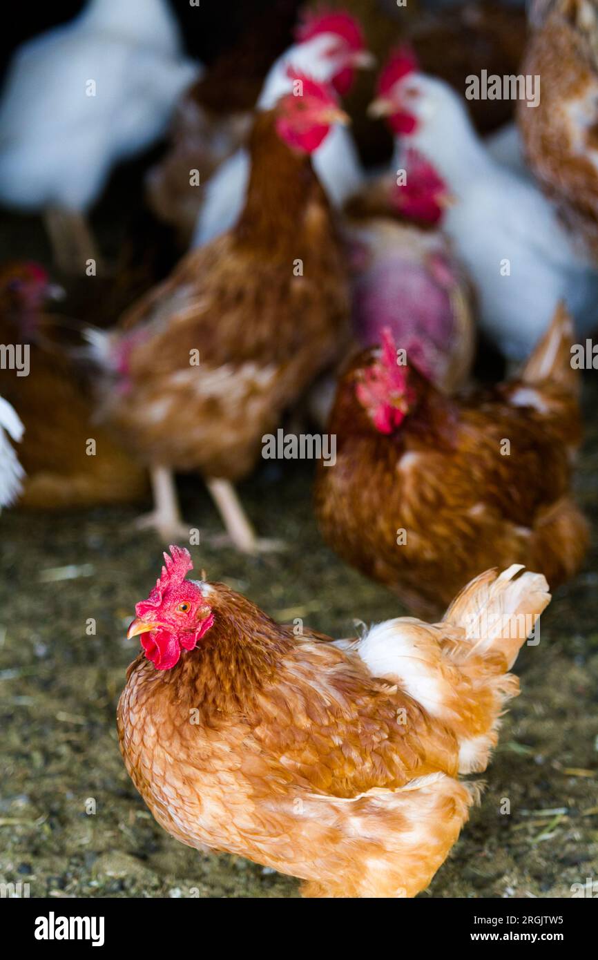 Free range chickens Stock Photo - Alamy