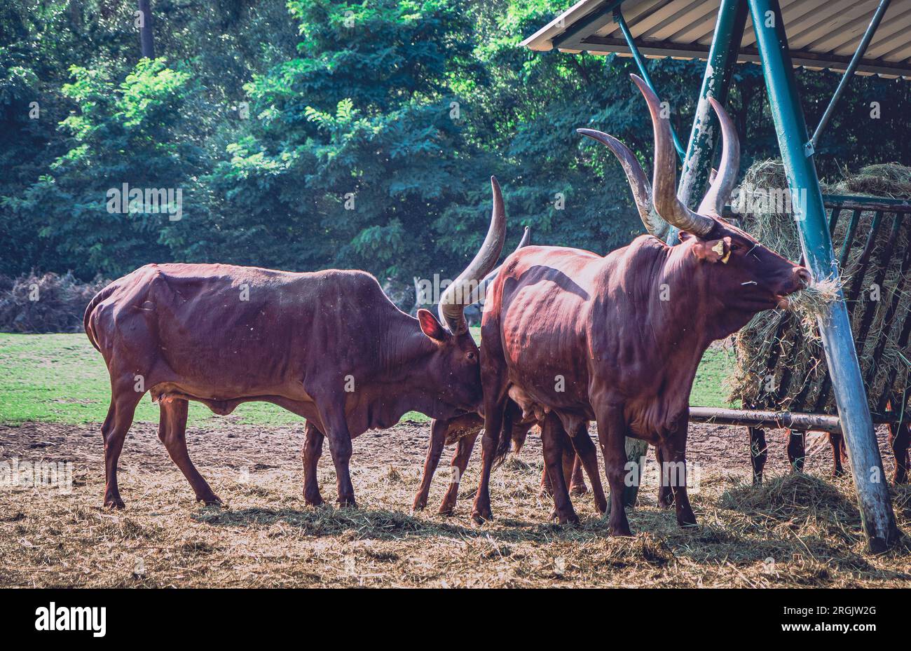Watussirind Feeding In The Zoo - Ankolerind At The Feeding Stand In The ...