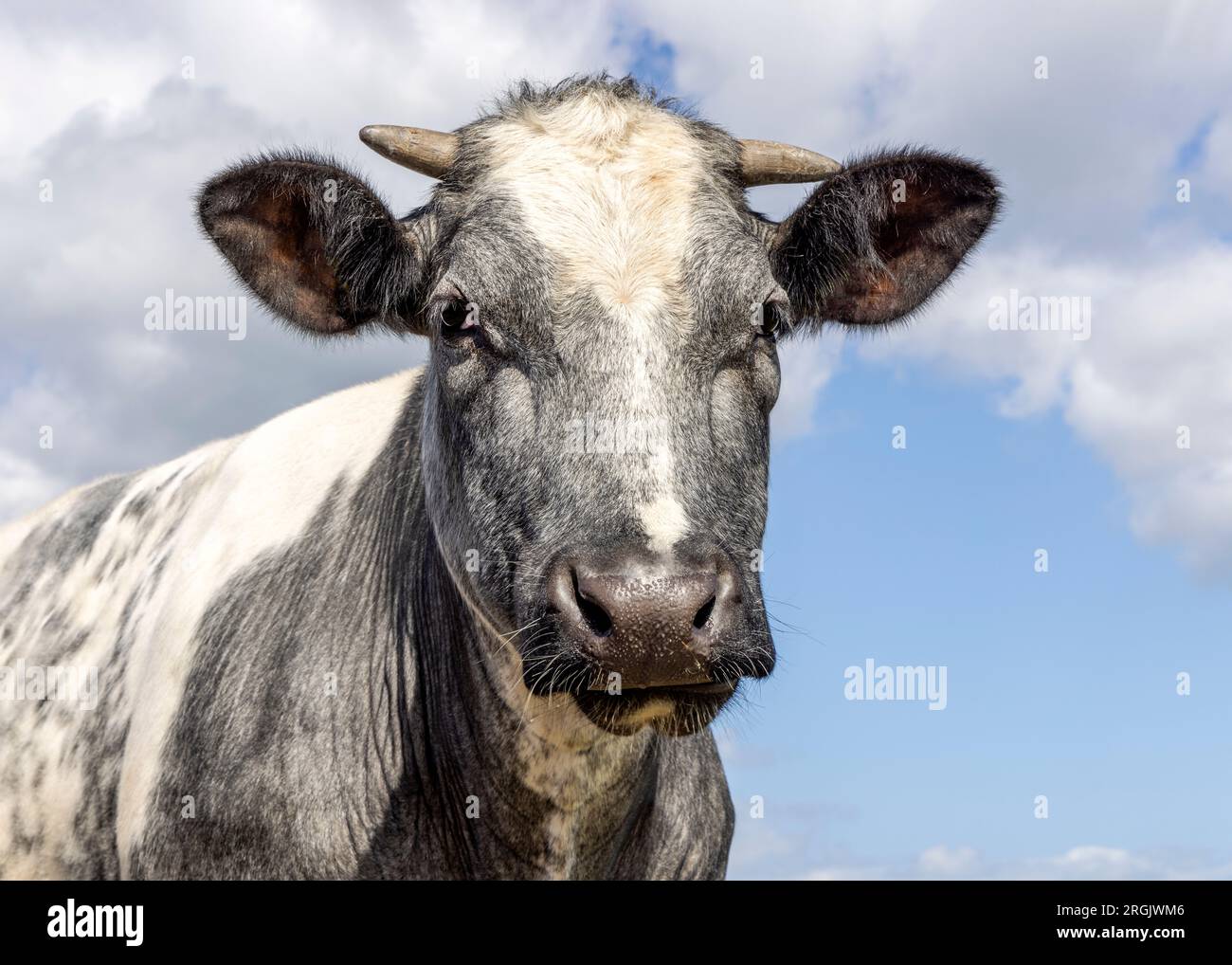 Gray cow with white small horns and pink nose, looking soft and ...