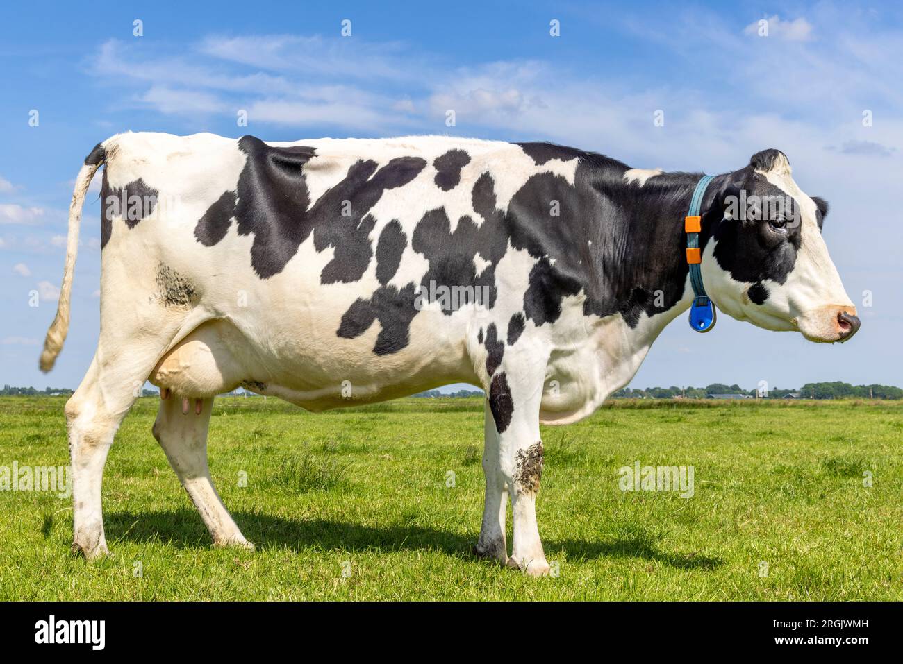Dairy cow standing full length side view, milk cattle black and white ...