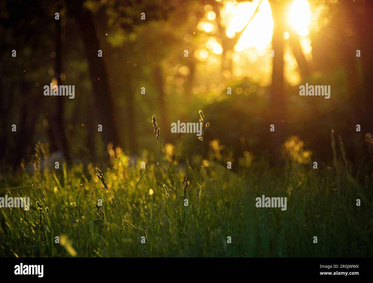Evening sunsight coming through trees in deciduous forest. Green grass ...