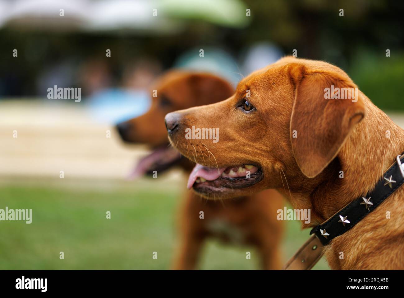 two brown labrador retriever dogs in the garden in shallow depth of ...