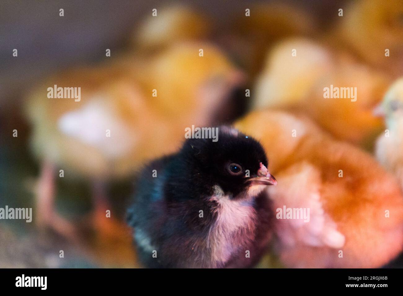 Bunches of chicks Stock Photo - Alamy
