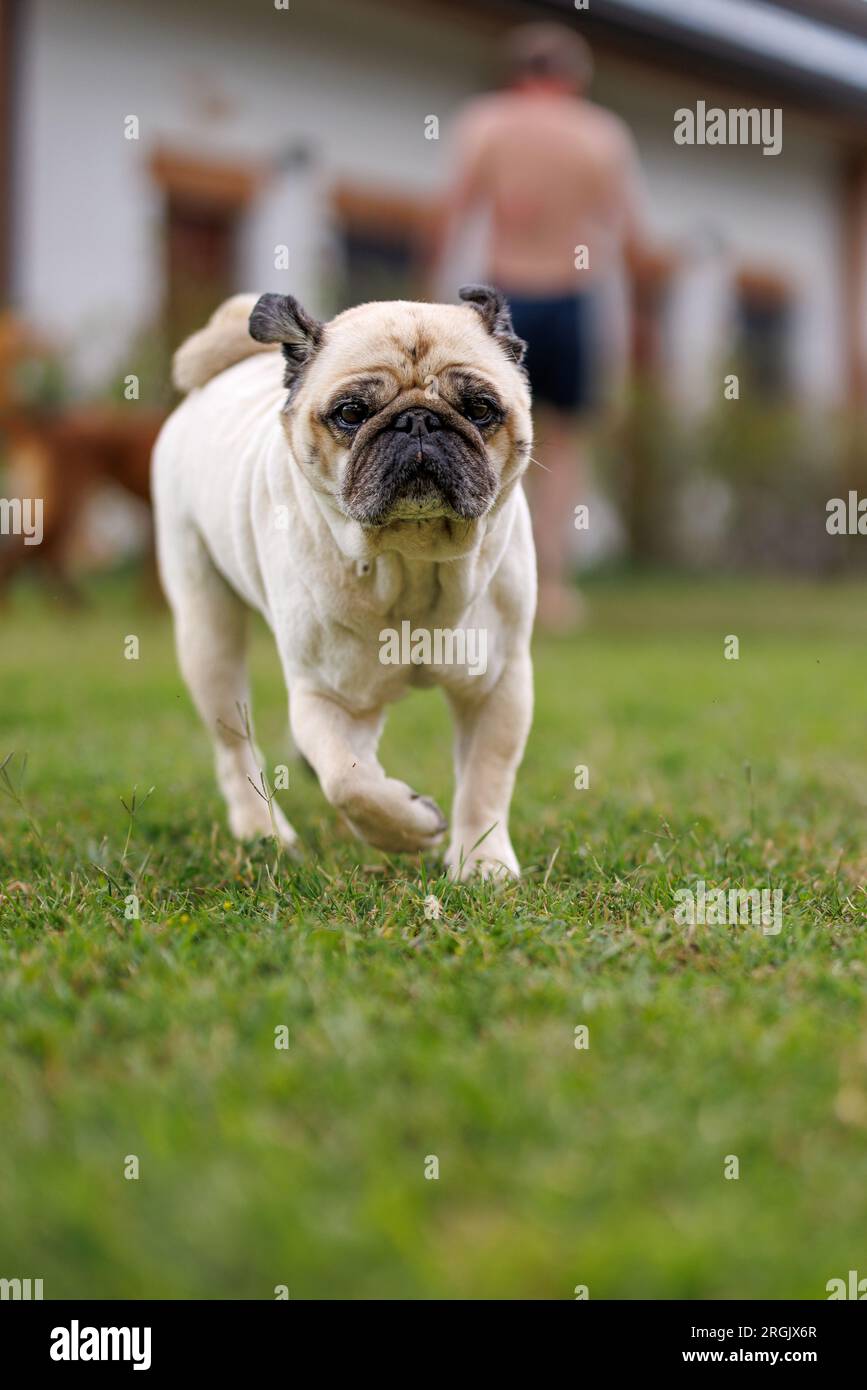 pug dog in the garden Stock Photo - Alamy