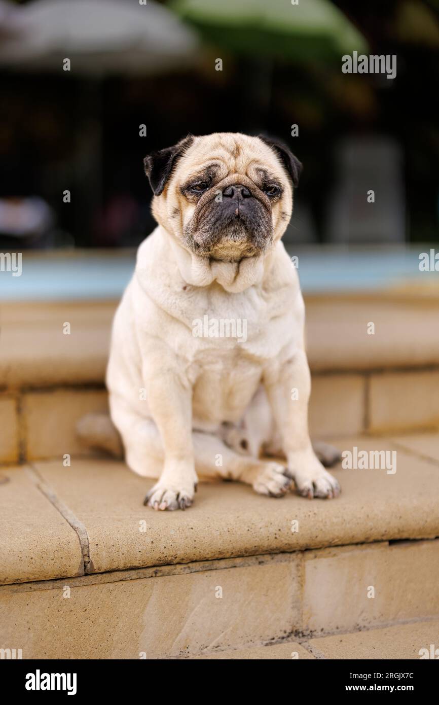 sitting pug dog a at a pool Stock Photo - Alamy