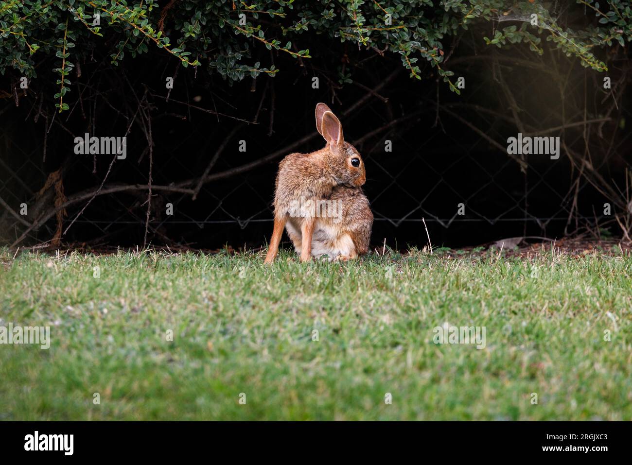 Old world rabbit (Oryctolagus cuniculus) in grass in Piemont Stock ...