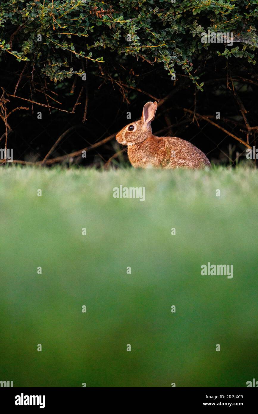 Old world rabbit (Oryctolagus cuniculus) in grass in Piemont Stock ...