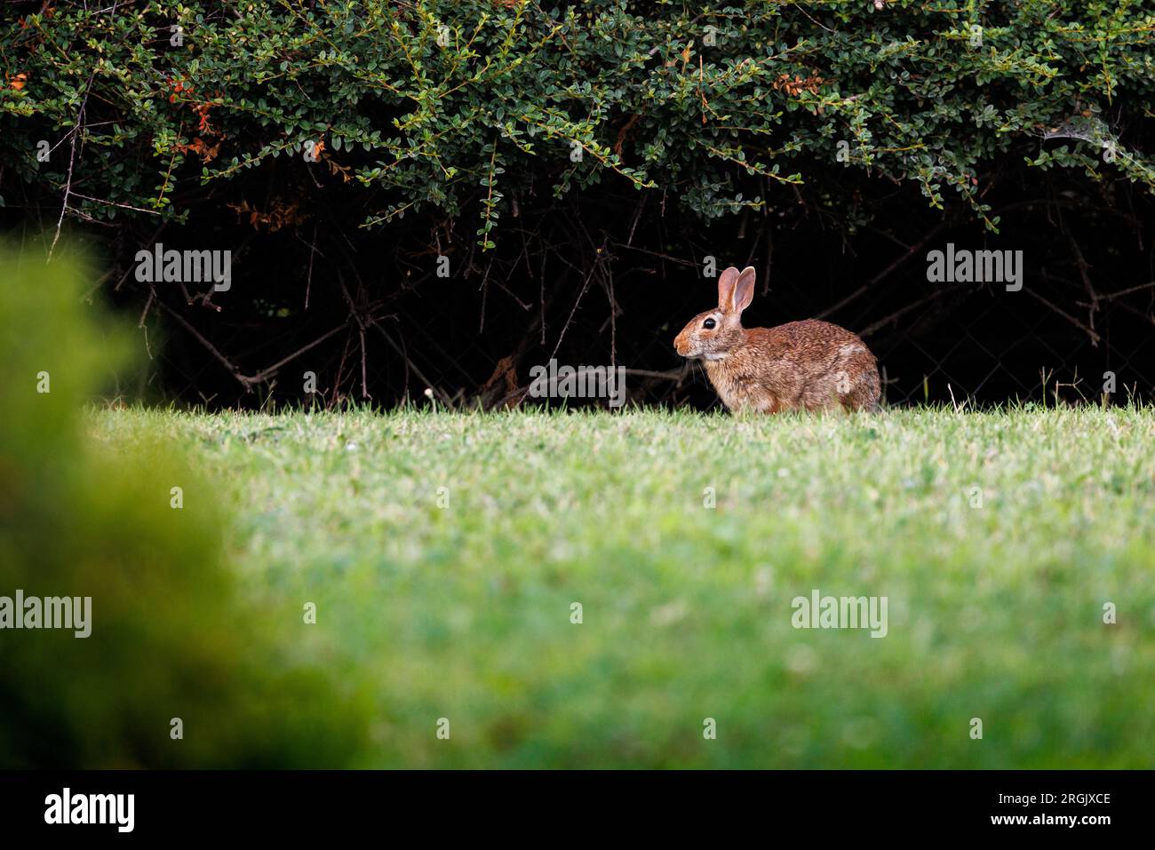 Old world rabbit (Oryctolagus cuniculus) in grass in Piemont Stock ...