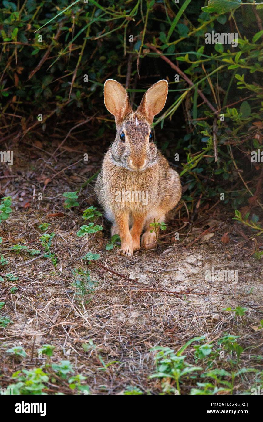 Old world rabbit (Oryctolagus cuniculus) in grass in Piemont Stock ...