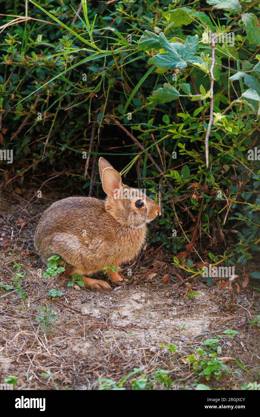 Old world rabbit (Oryctolagus cuniculus) in grass in Piemont Stock ...
