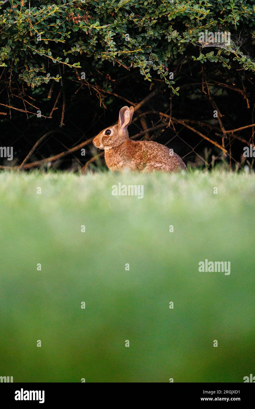 Old world rabbit (Oryctolagus cuniculus) in grass in Piemont Stock ...