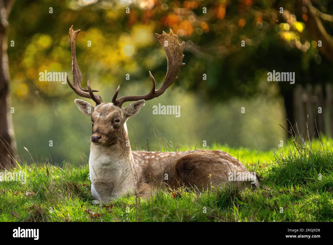 Stag Roe deer seated in grass under autumn trees at Bushey Park UK ...