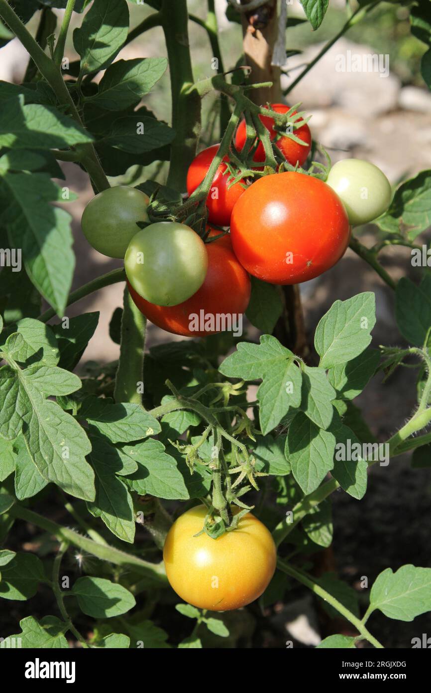Tomato plant vegetable plot hi-res stock photography and images - Alamy