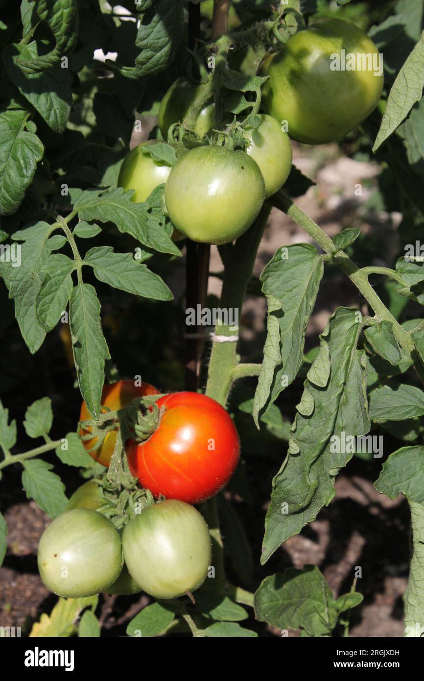 Tomato plant vegetable plot hi-res stock photography and images - Alamy