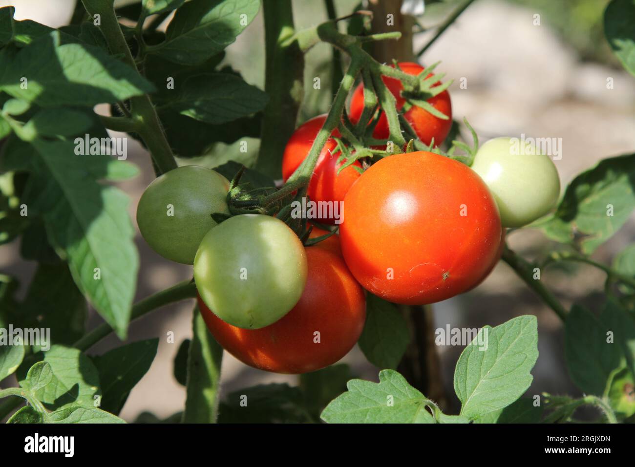 Tomatoes bush hi-res stock photography and images - Alamy