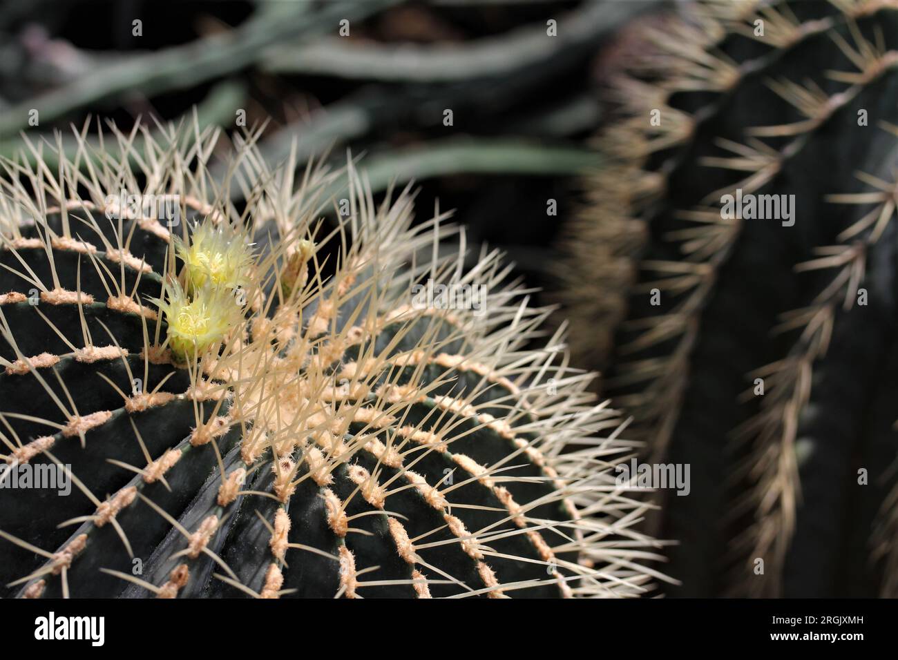 Endangered Cactus Star Flower