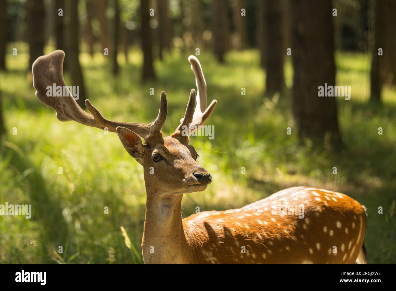Shovel antlers hi-res stock photography and images - Alamy