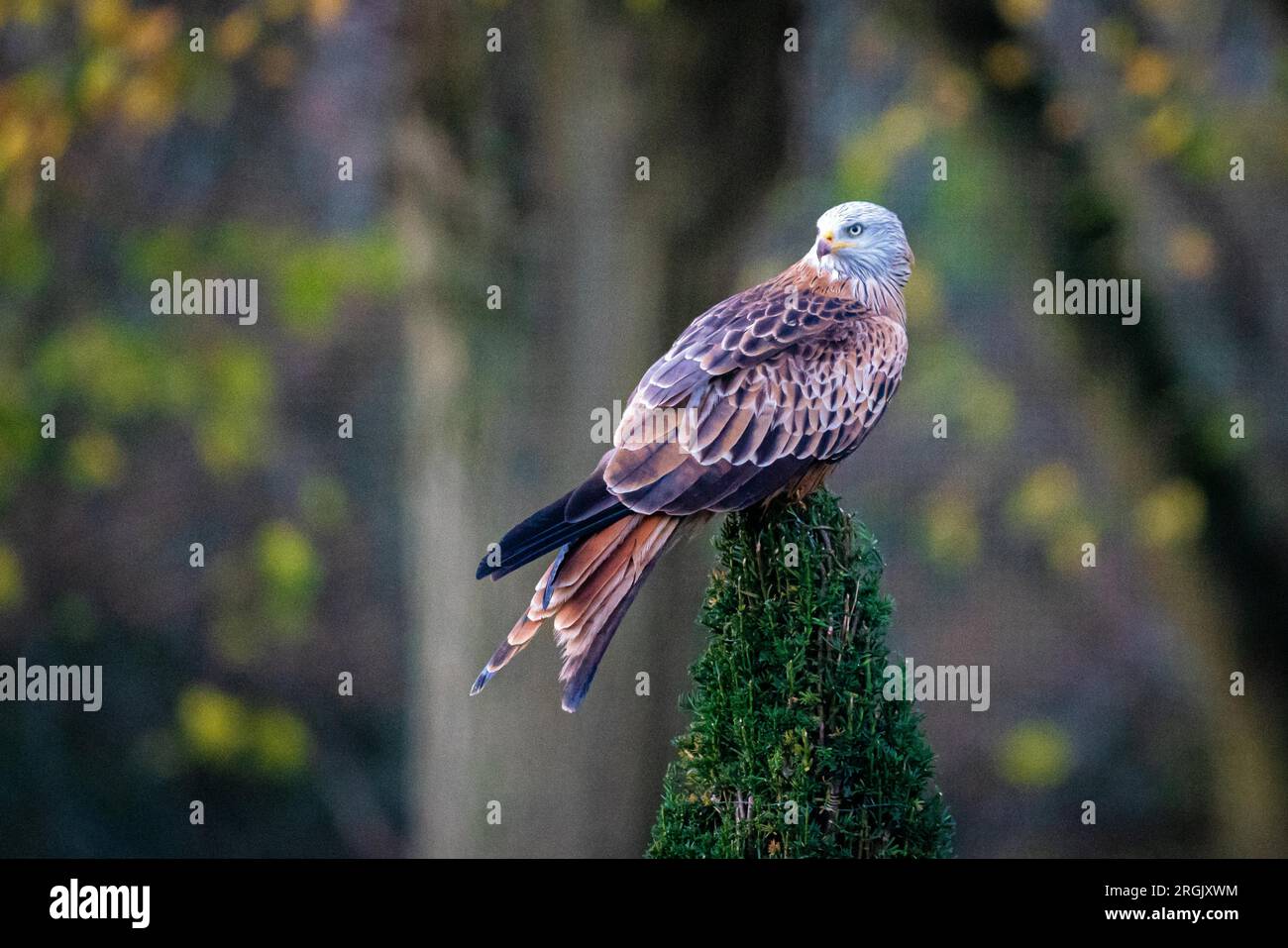 Red kite sitting uk hi-res stock photography and images - Alamy