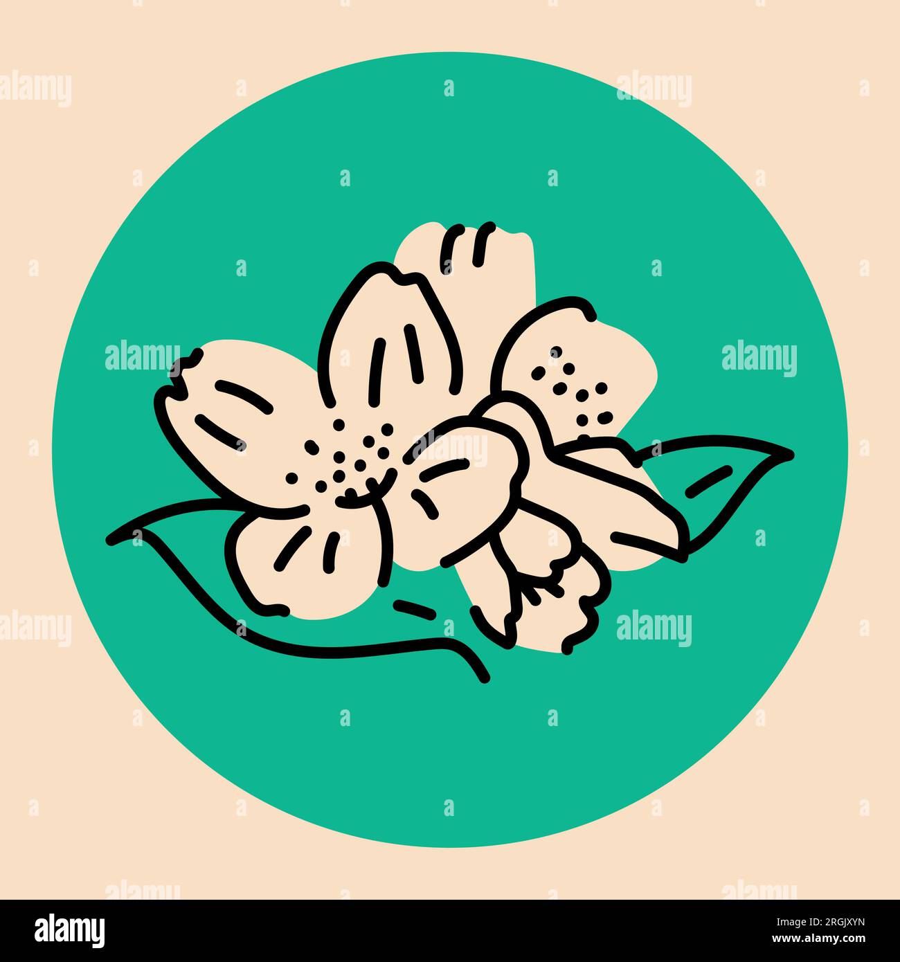 Vector jasmine flower line Stock Vector Images - Alamy