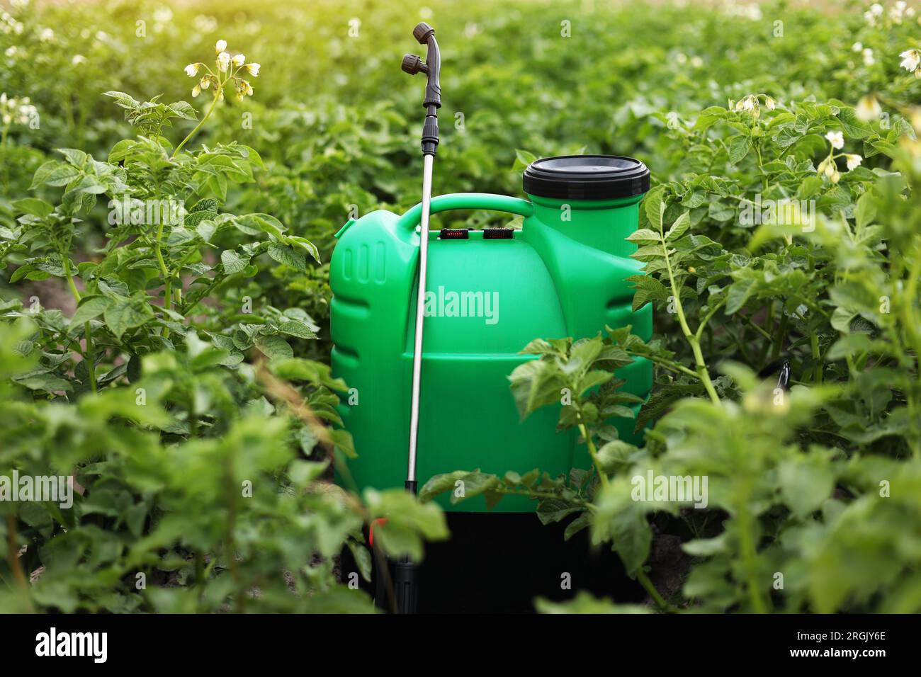 Plastic green backpack container sprayer with liquid of pesticide ...