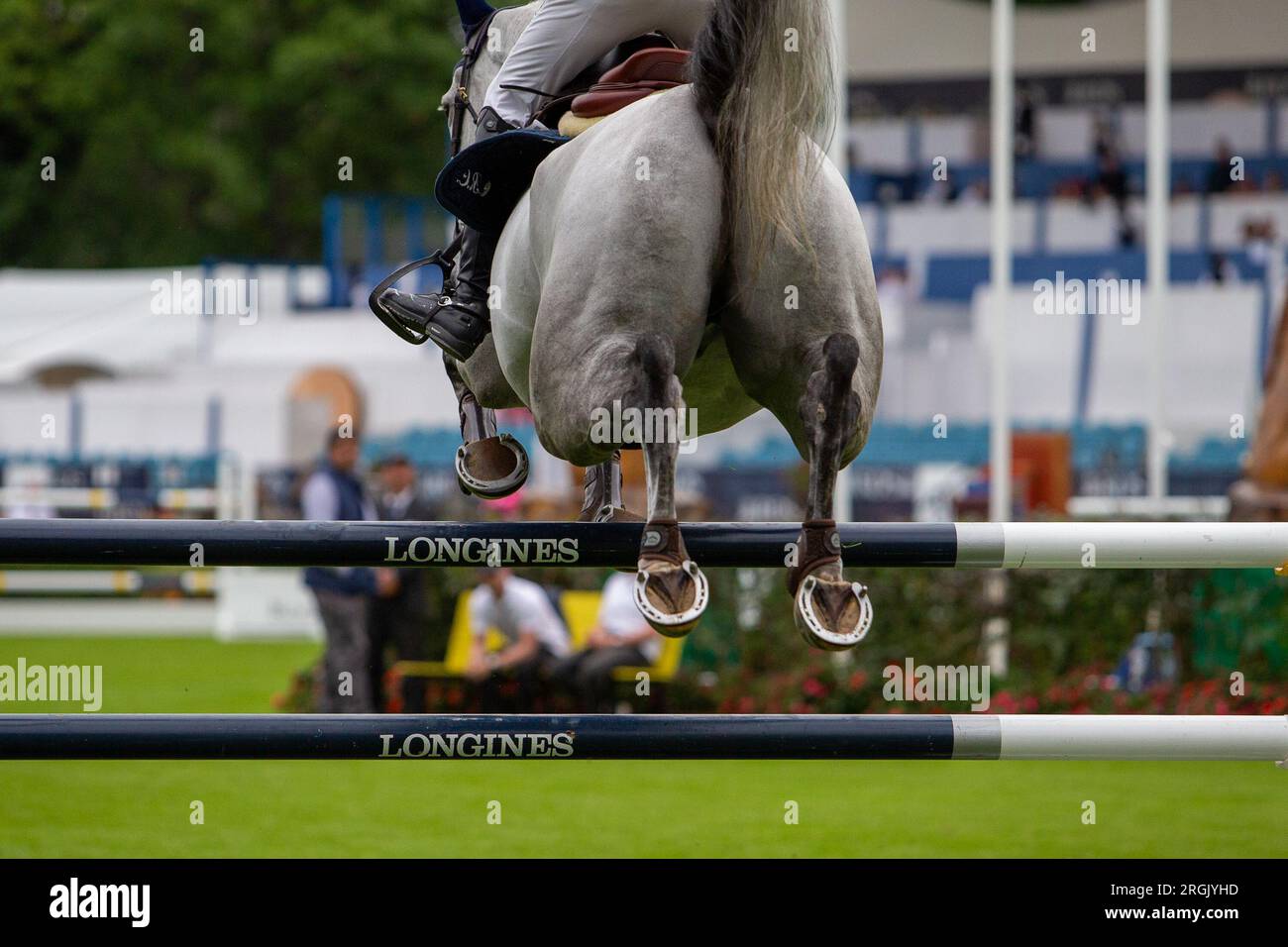 Grey horse show jumping from rear, closeup, showing hooves Stock Photo ...