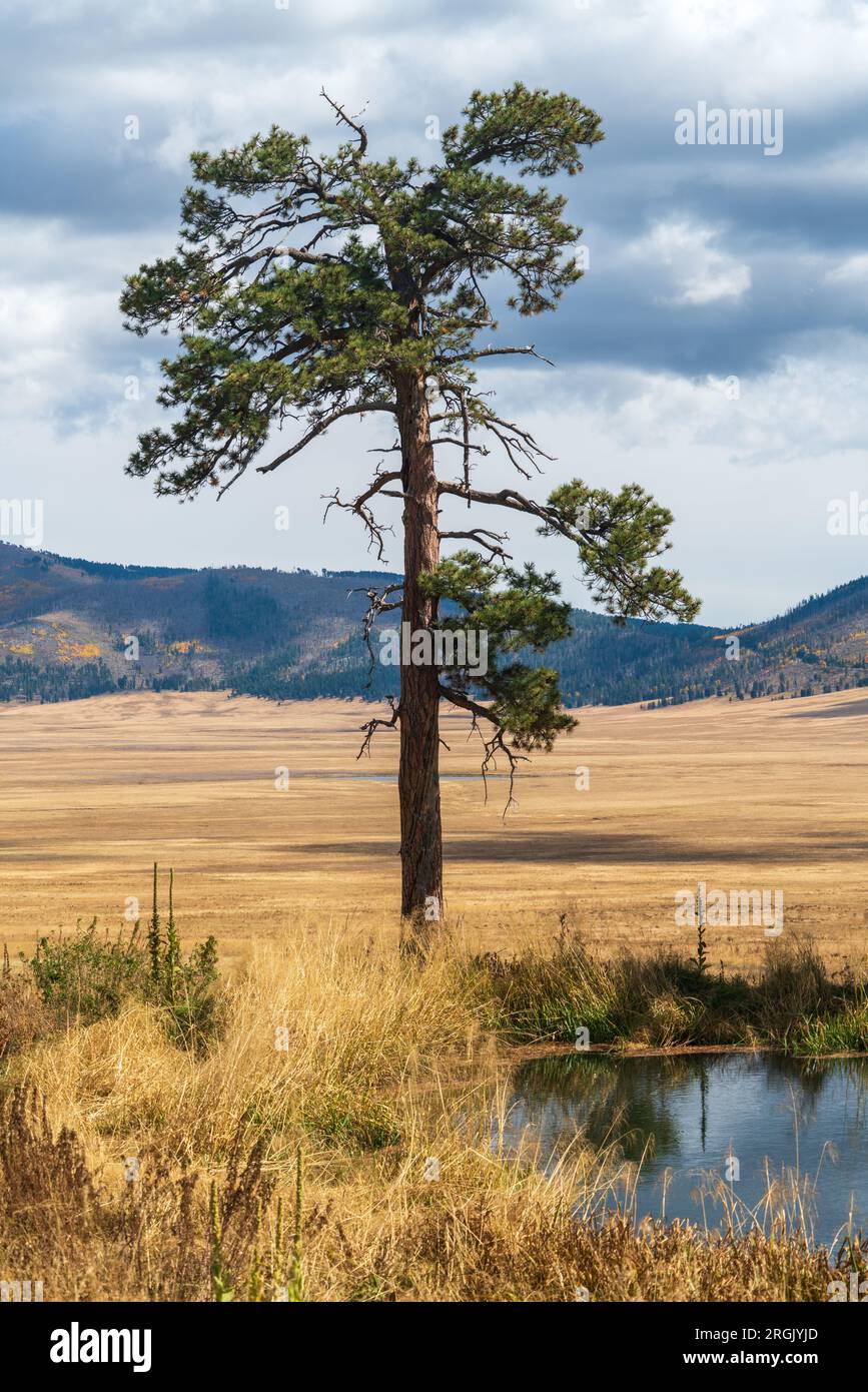 Valles caldera natural preserve hi-res stock photography and images - Alamy