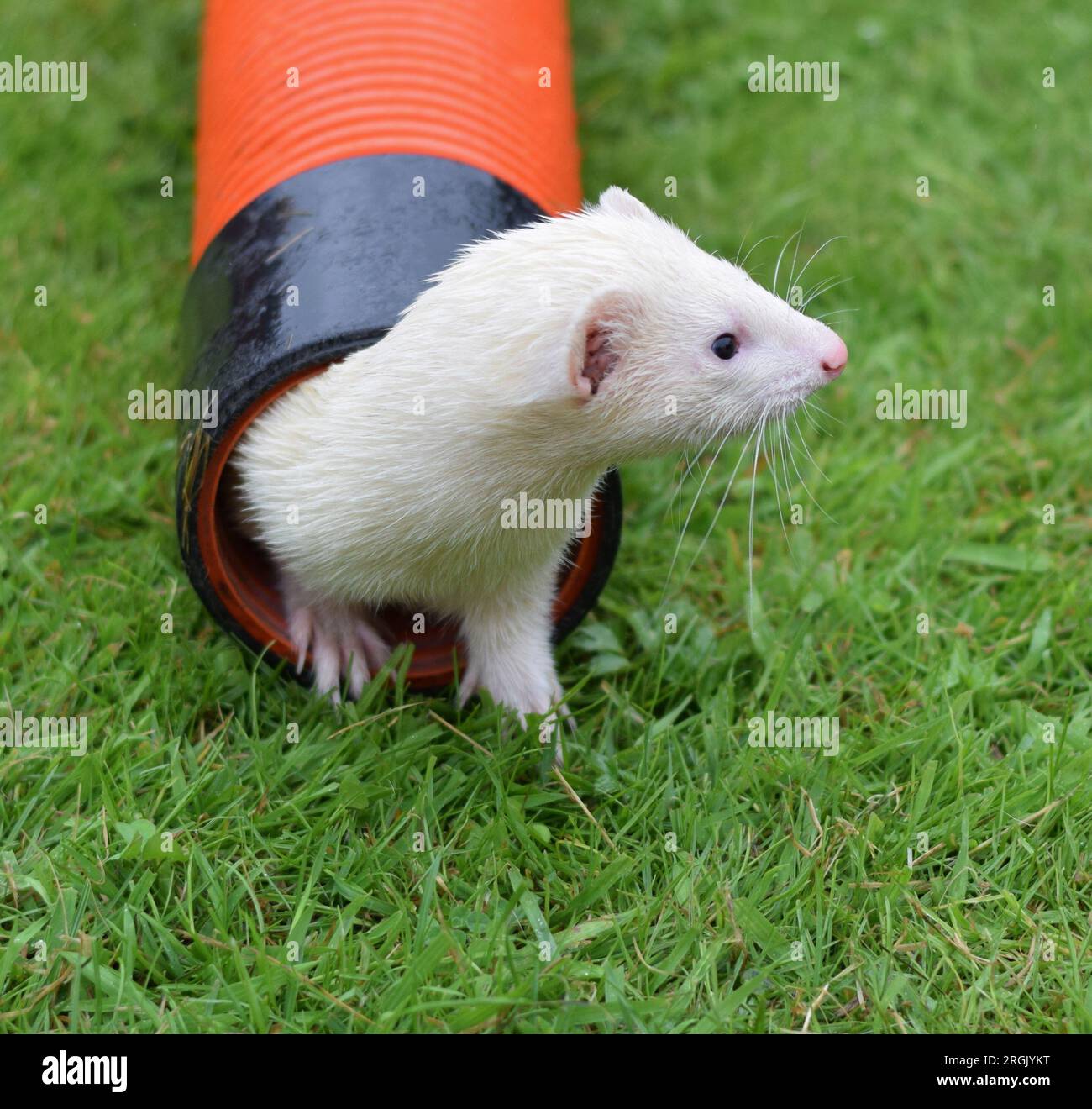 White racing ferret hi-res stock photography and images - Alamy
