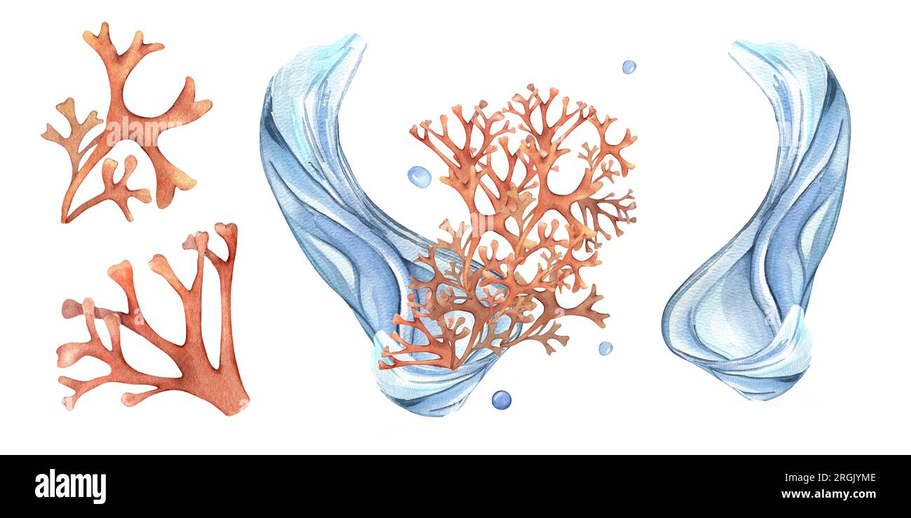 Set of sea plant rhodymenia, water wave watercolor illustration ...