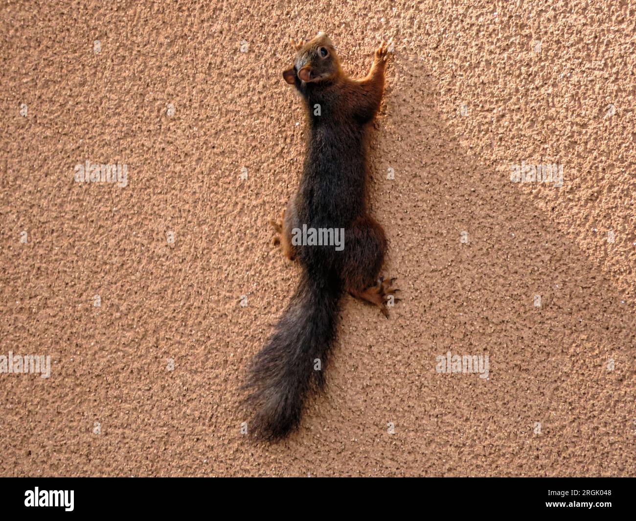 Fox squirrel eating a nut hi-res stock photography and images - Alamy