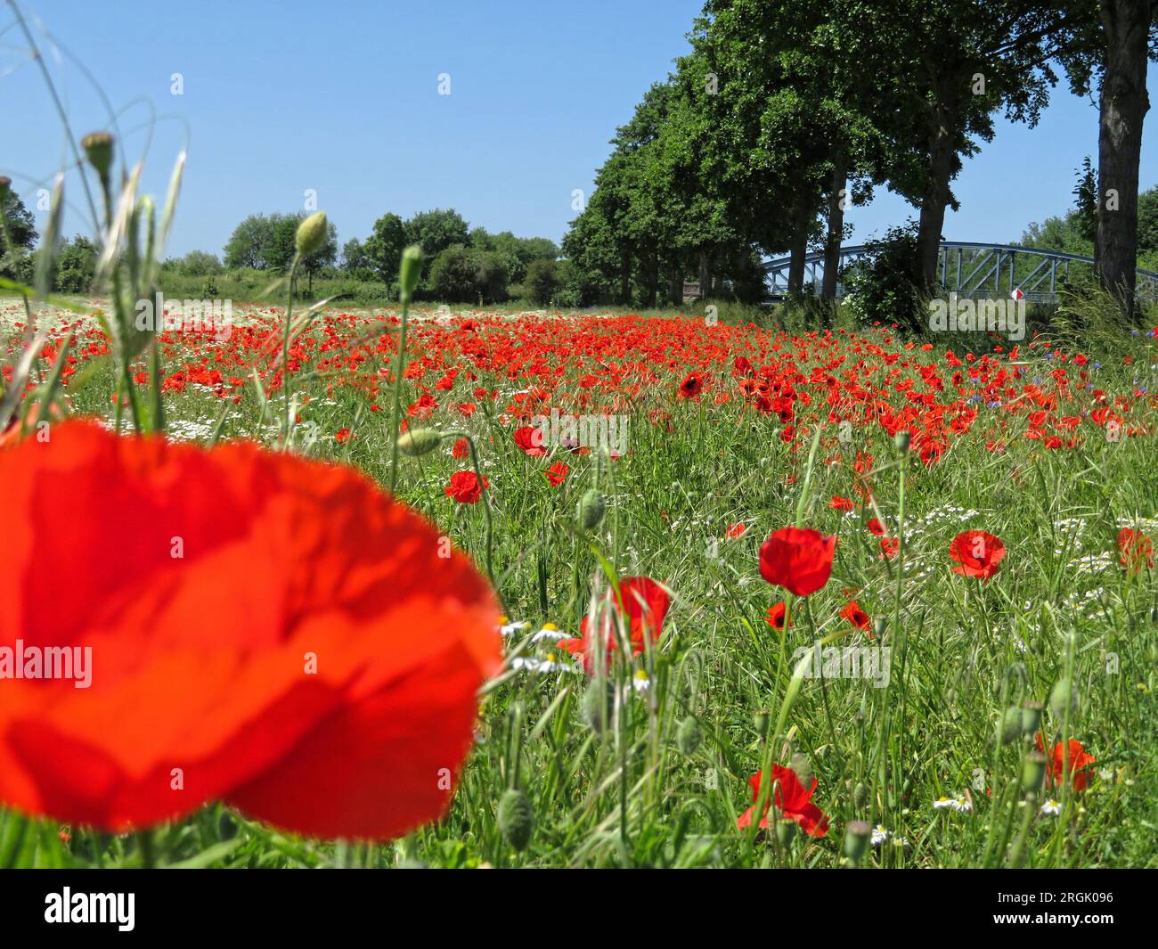 beautiful poppy field with bush and blue sky Stock Photo - Alamy