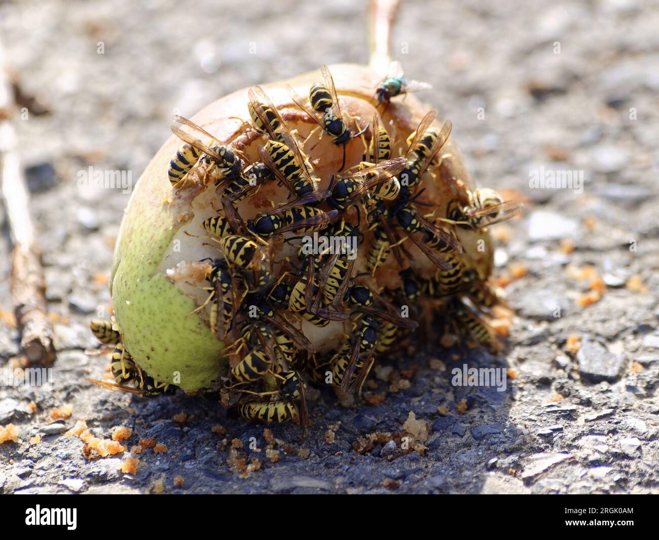 Lots of wasps on an apple, apple is on the street Stock Photo - Alamy