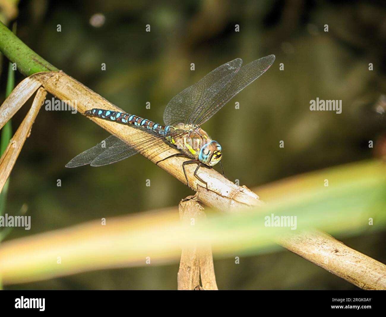 A beautiful dragonfly sits on a blade of grass Stock Photo - Alamy