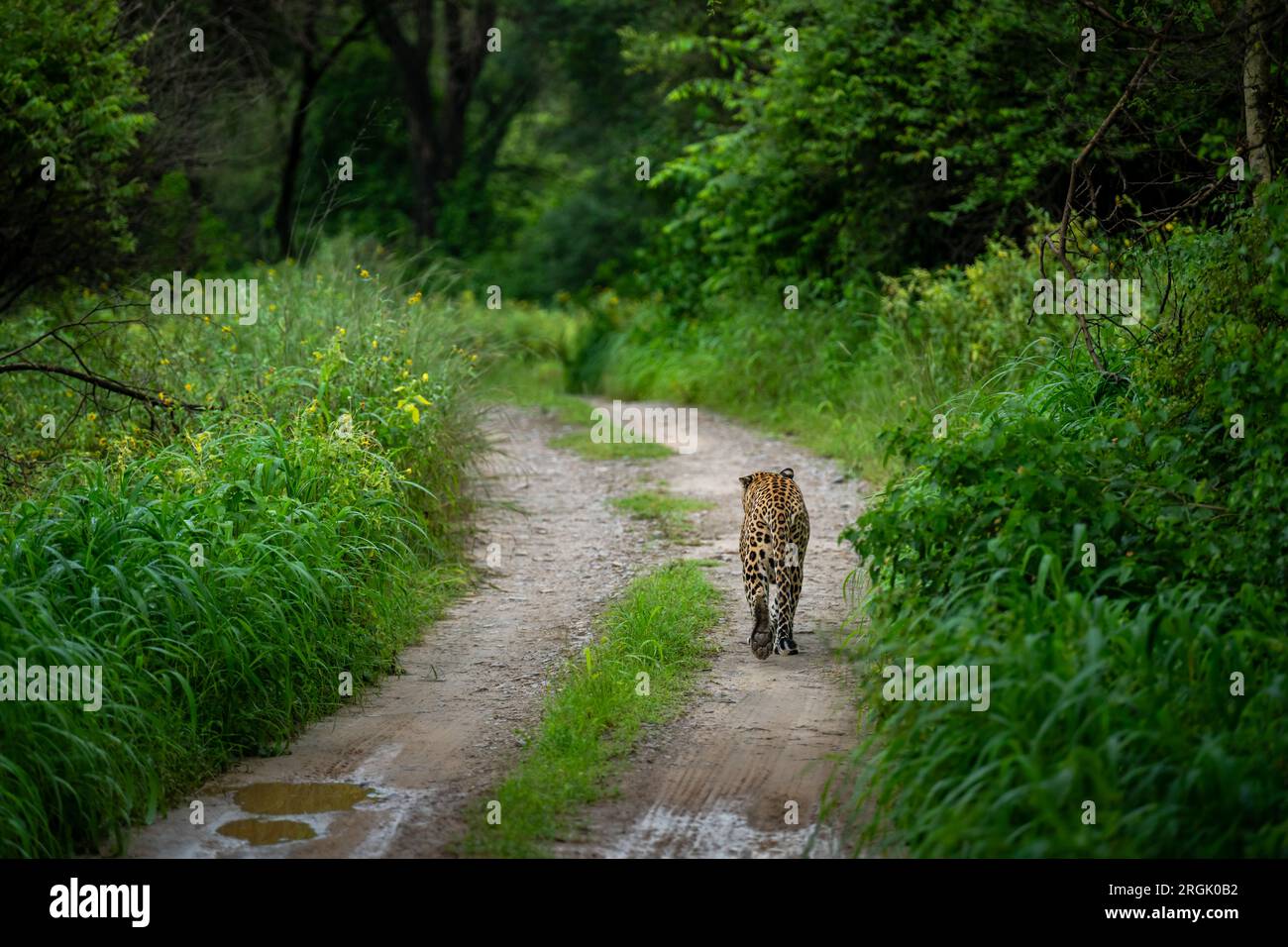Indian wild male leopard or panther or panthera pardus fusca back ...