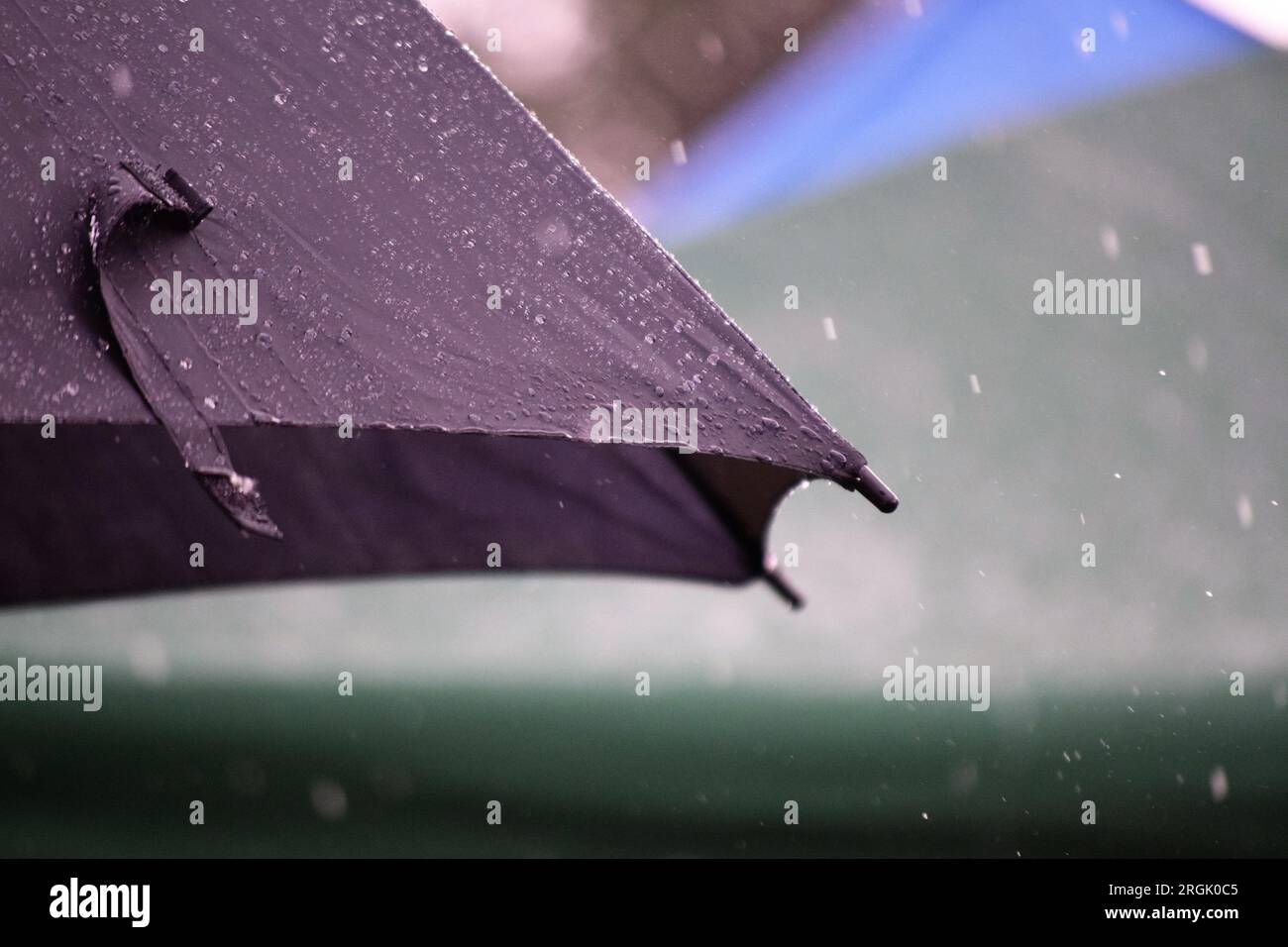 Edge of a purple umbrella in the rain Stock Photo - Alamy