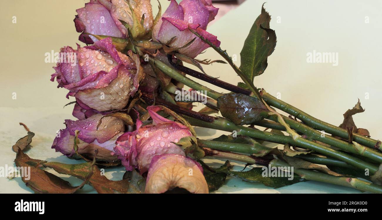 Schon scharf hi-res stock photography and images - Alamy