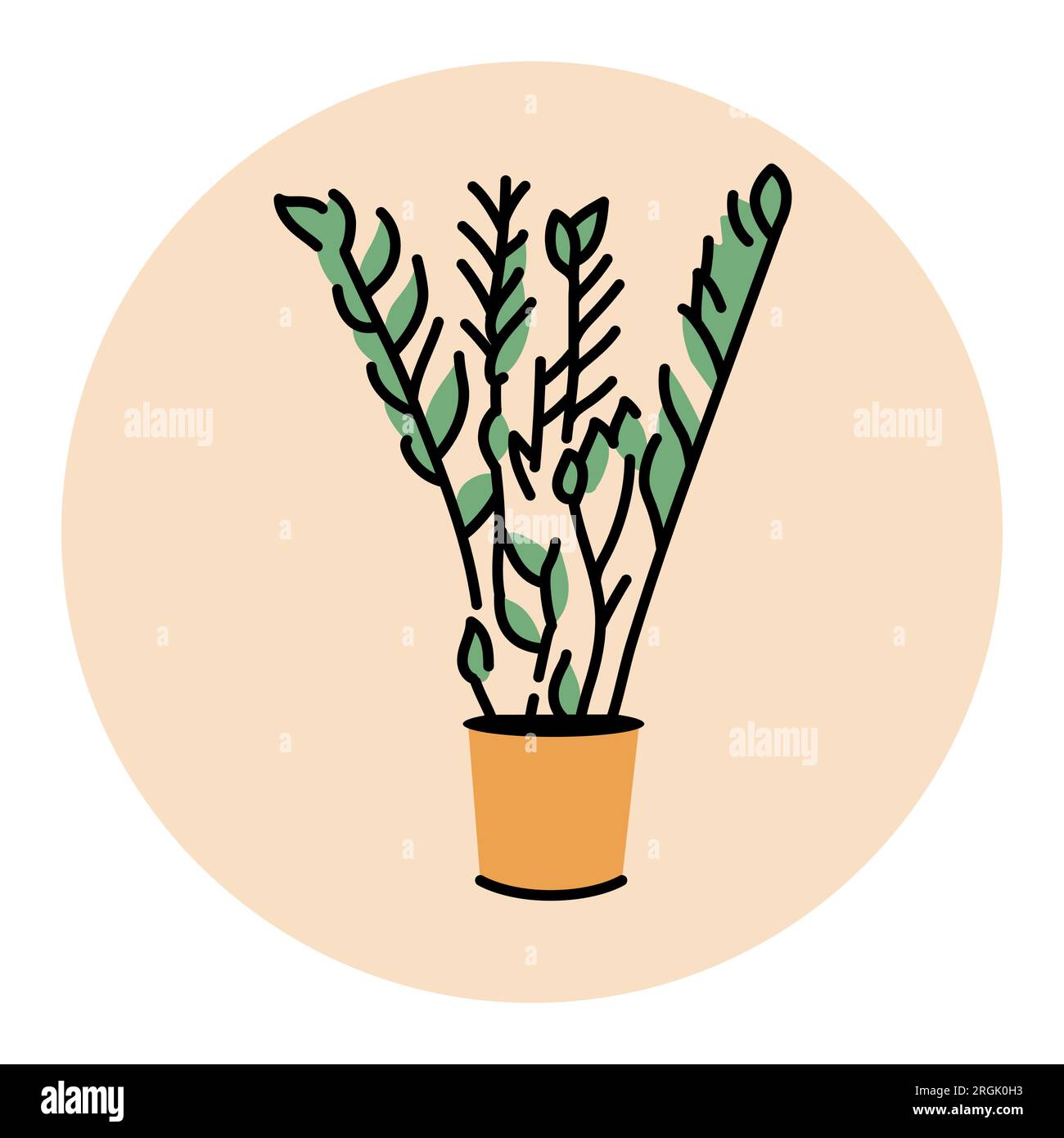 Black zamioculcas Stock Vector Images - Alamy