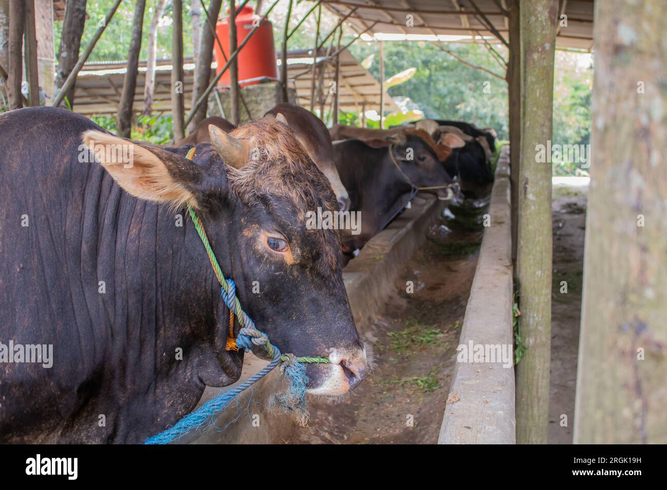 Sustainable, agriculture and cows eating on a farm for health, wellness ...